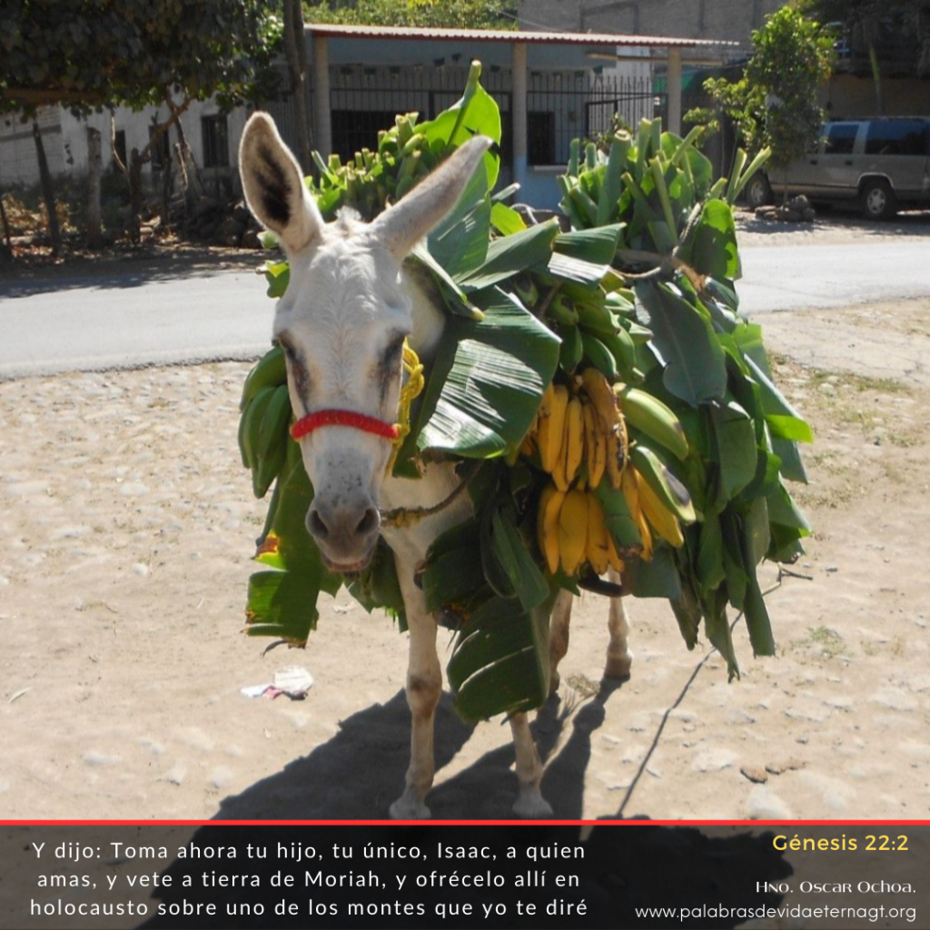 Dios prueba la fe de Abraham - Palabras de Vida Eterna