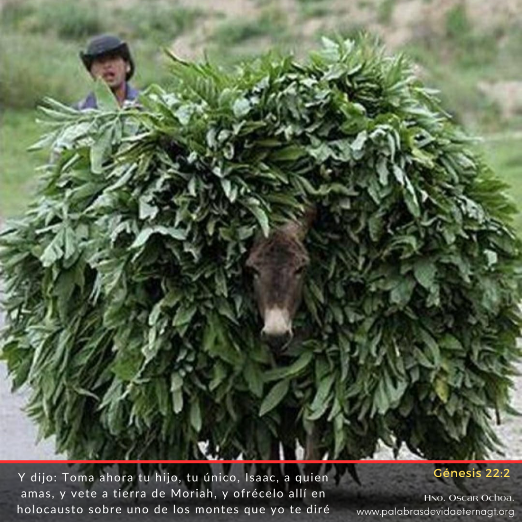 Dios prueba la fe de Abraham - Palabras de Vida Eterna
